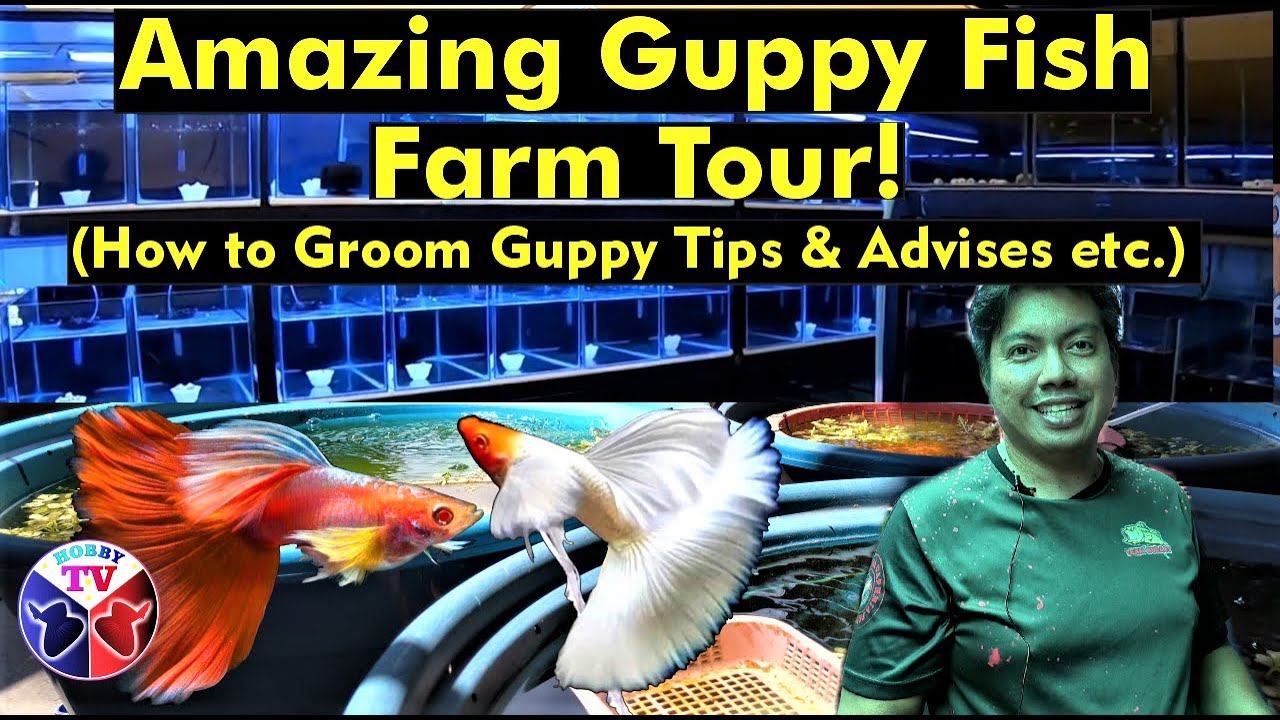 Amazing Guppy Fish Farm Visit Tips & Advises How to Groom Guppy Fish ...
