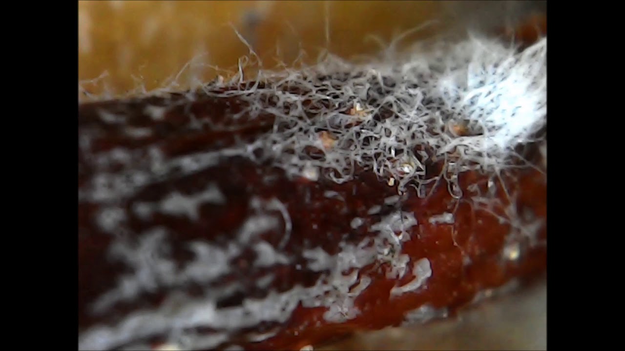 Rotten Apple under the Microscope - YouTube