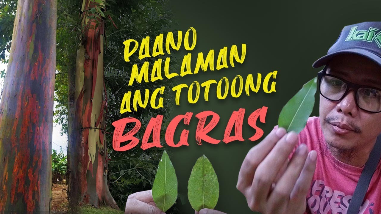 Paano nga ba malaman ang totoong Bagras (Eucalyptus Deglupta, Rainbow ...