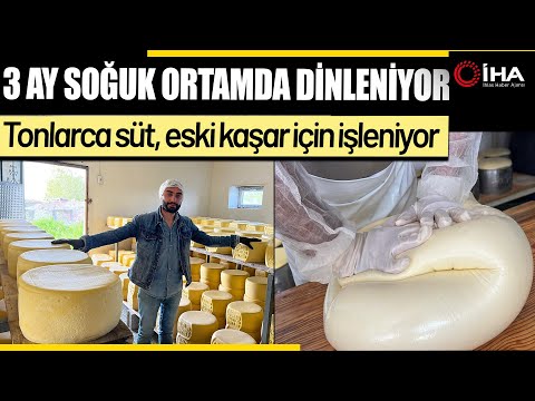 Kars’ta Tonlarca Süt, Eski Kaşar İçin İşleniyor