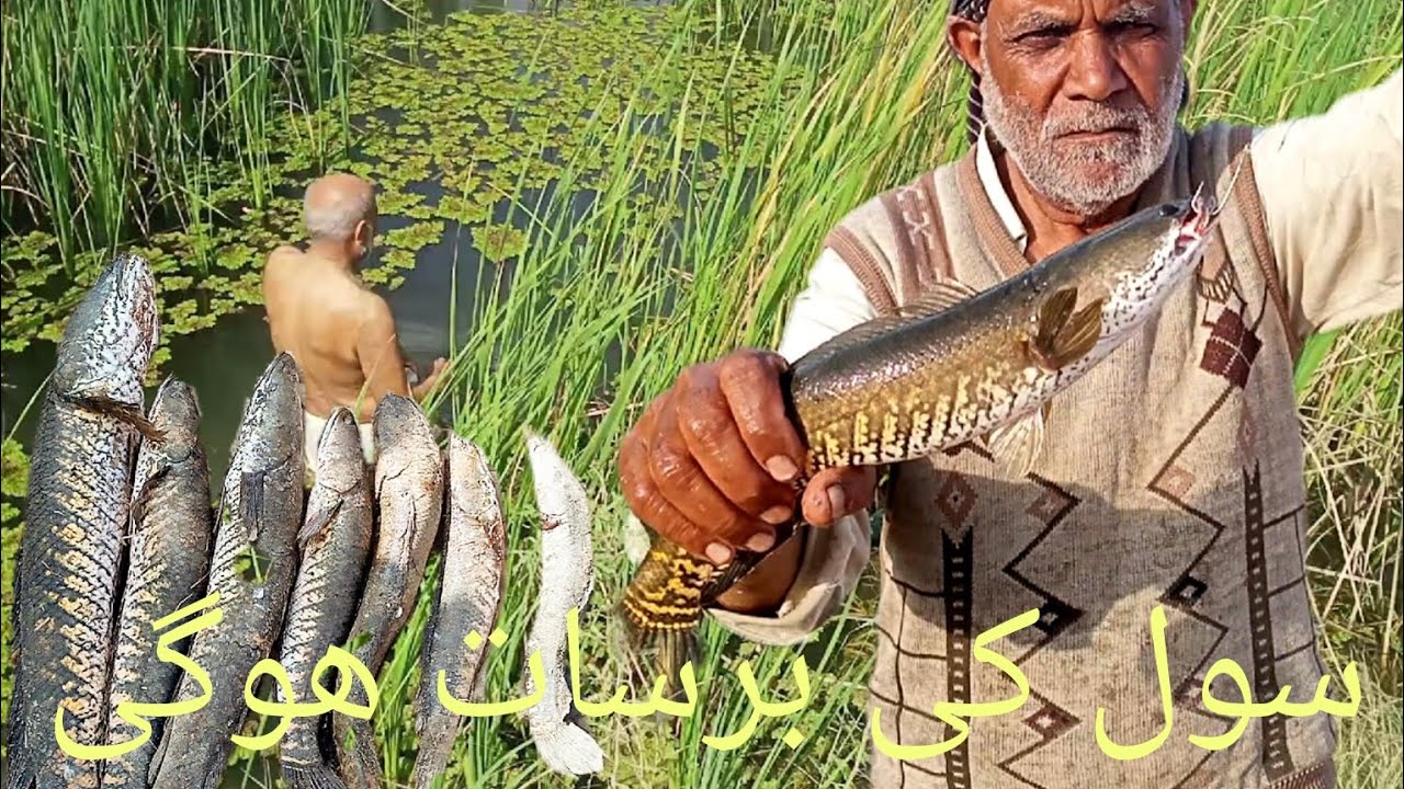 Fishing Update 01 March 2025 | Snakehead Fishing | Canal Fishing | Sol ...