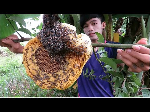 Awesome Cooking With Bees Recipe Delicious Cook Bees Village Food ...