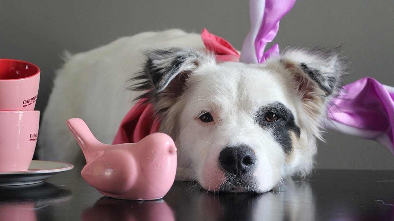 K9 Teas Party! Dog Drinks Tea. - YouTube