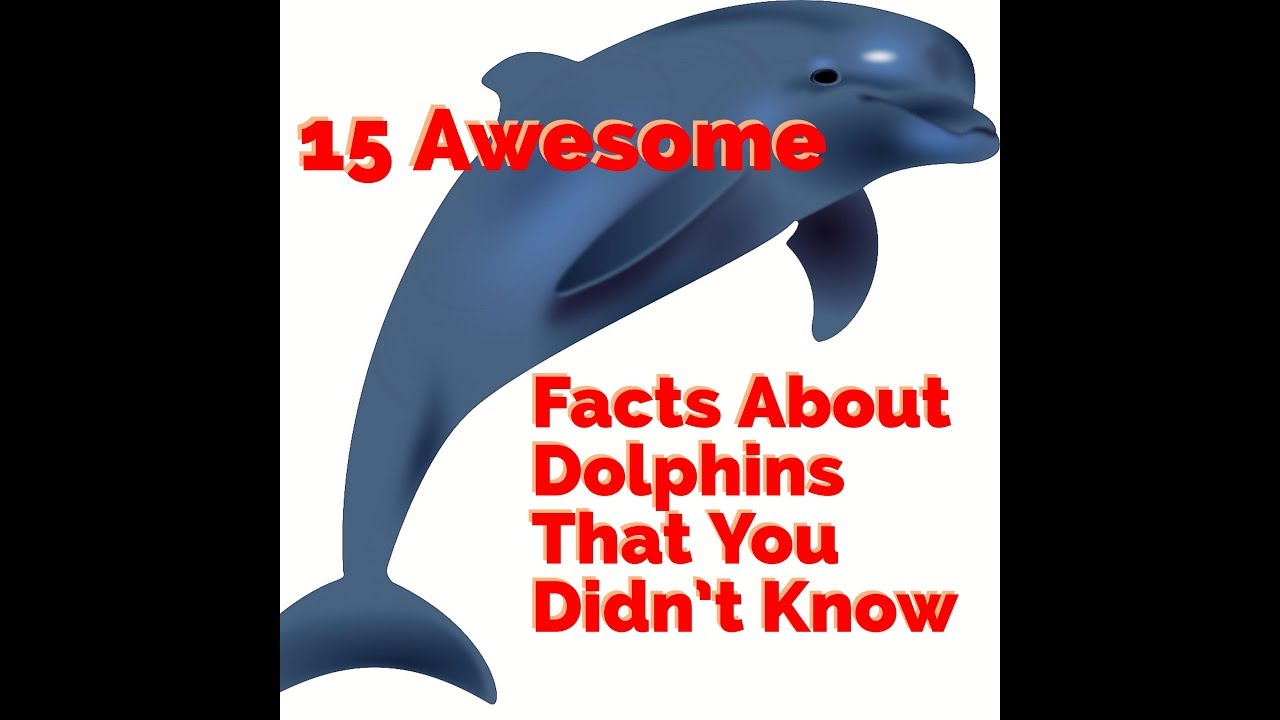 15 Awesome Facts About Dolphins That You Didn’t Know - YouTube