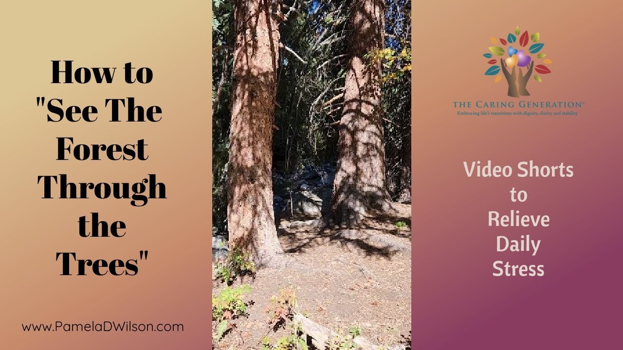 How to See the Forest Through the Trees | Peaceful Moments to Relieve ...