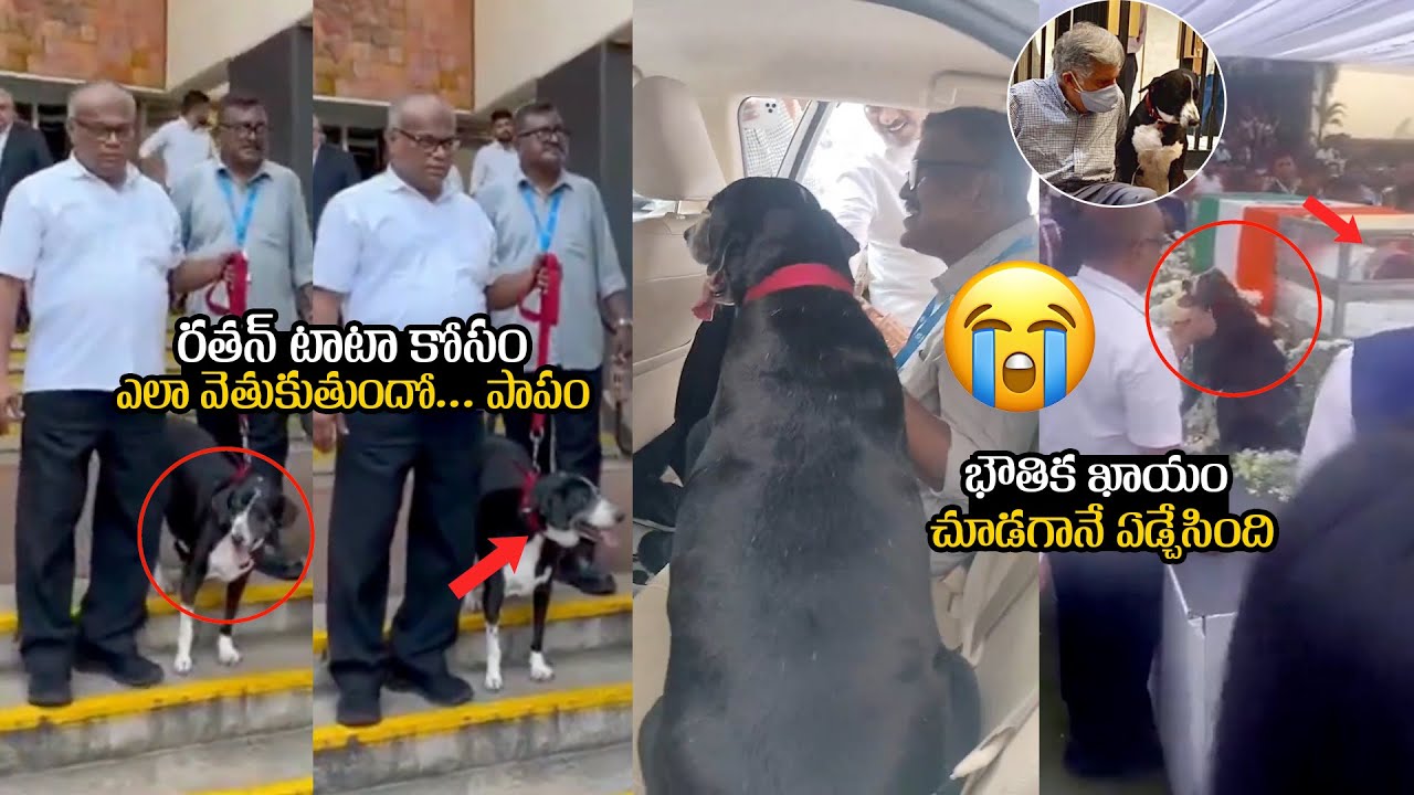 పాపం టాటా లేక ఏడ్చేస్తుంది 😭 | Ratan Tata Pet Dog Emotional | Ratan ...
