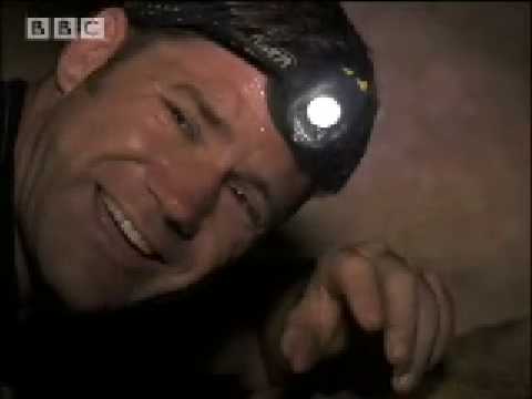 In Search of Snakes - Expedition Borneo - BBC wildlife - YouTube