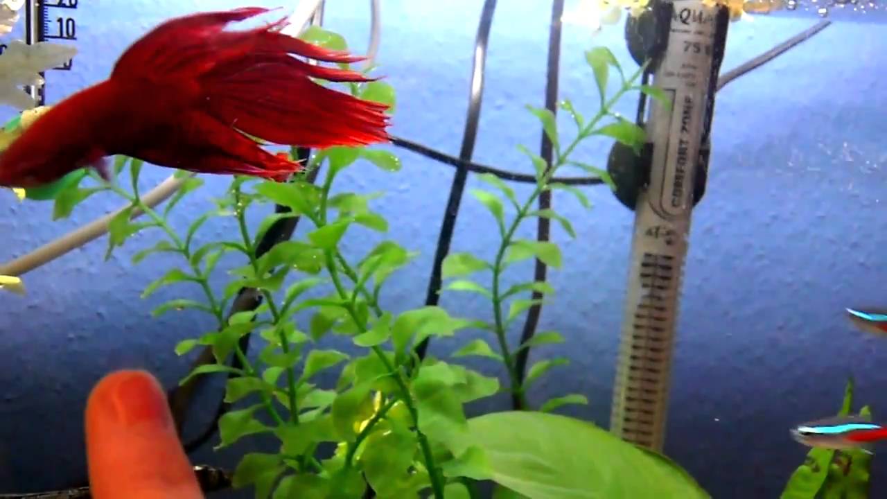 My red devil betta - YouTube