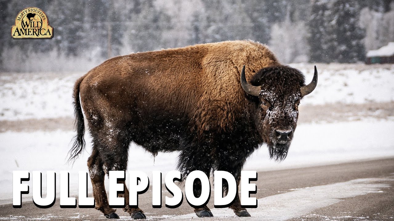 Wild America | S8 E10 'Wild Wyoming' | Wild America Animal Channel ...