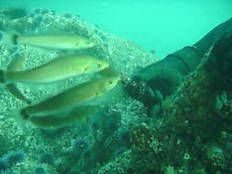 Feeding the Senorita fish a broken urchin - YouTube