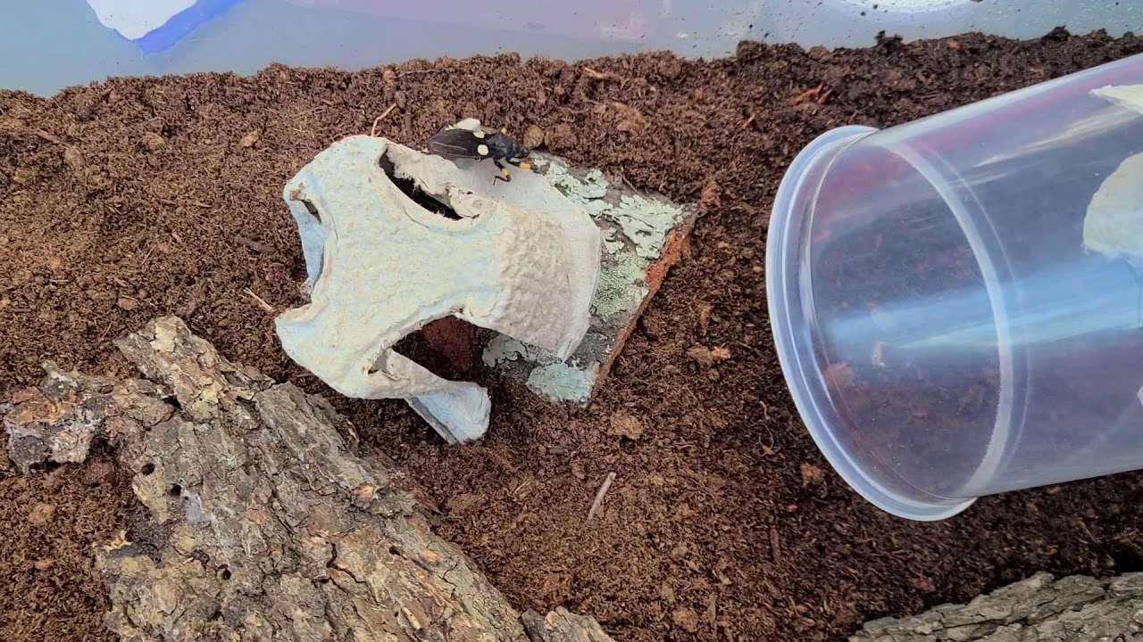 Setting up White Spotted Assassin bugs (Platymeris biggutatus) - YouTube