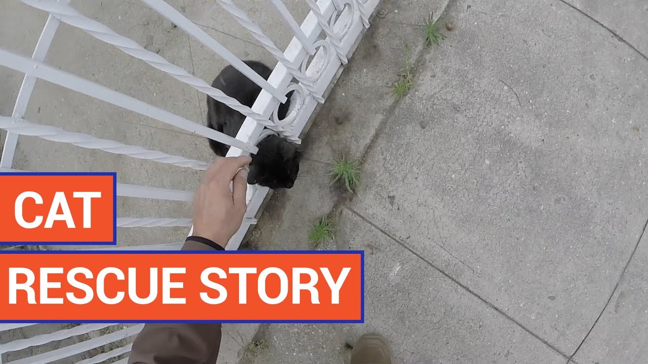 Amazing Kitten Rescue 2016 | Daily Heart Beat - YouTube