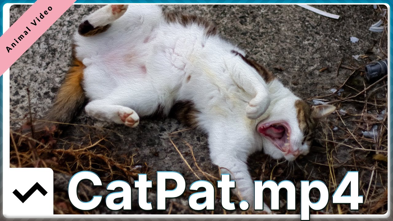 CatPat.mp4 - YouTube