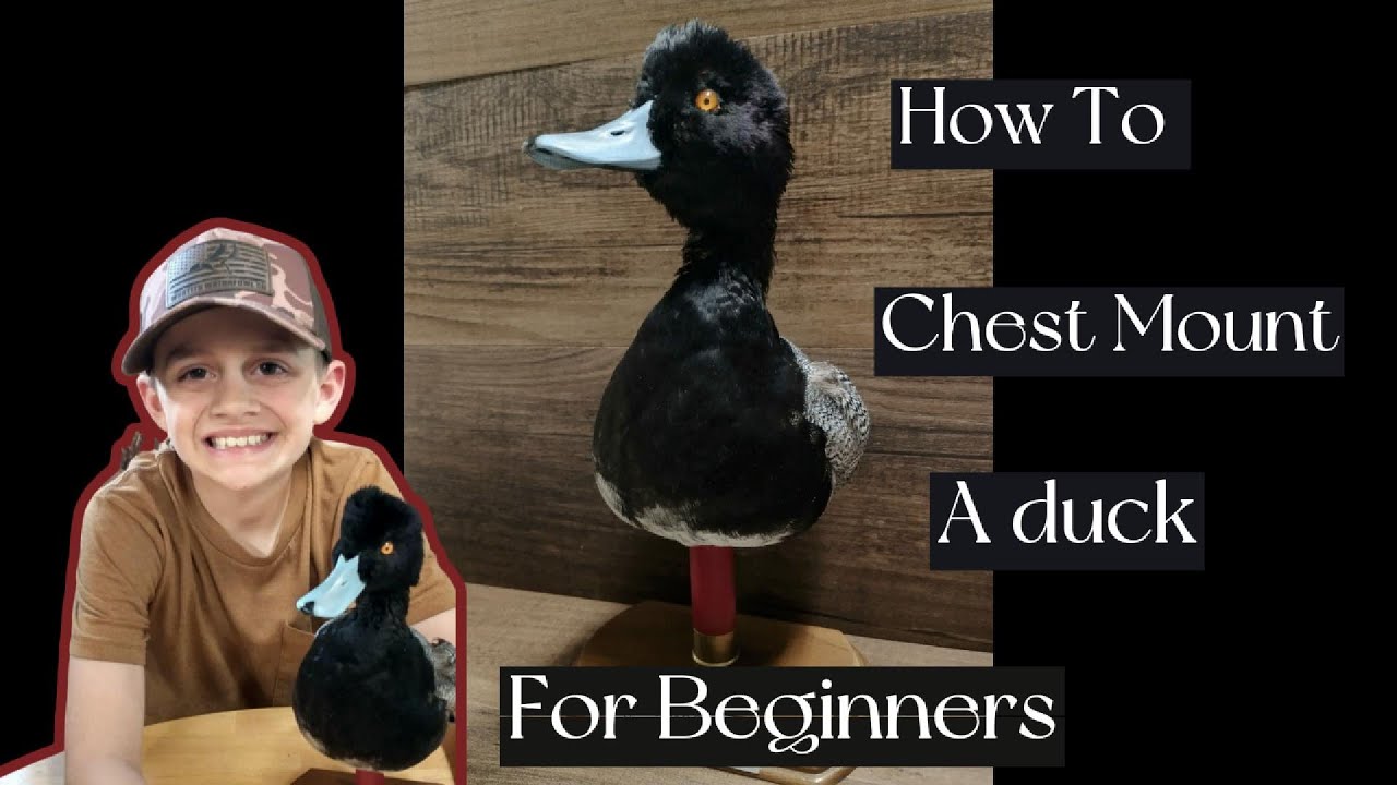 DIY Taxidermy for Beginners - Duck Chest Mount - YouTube