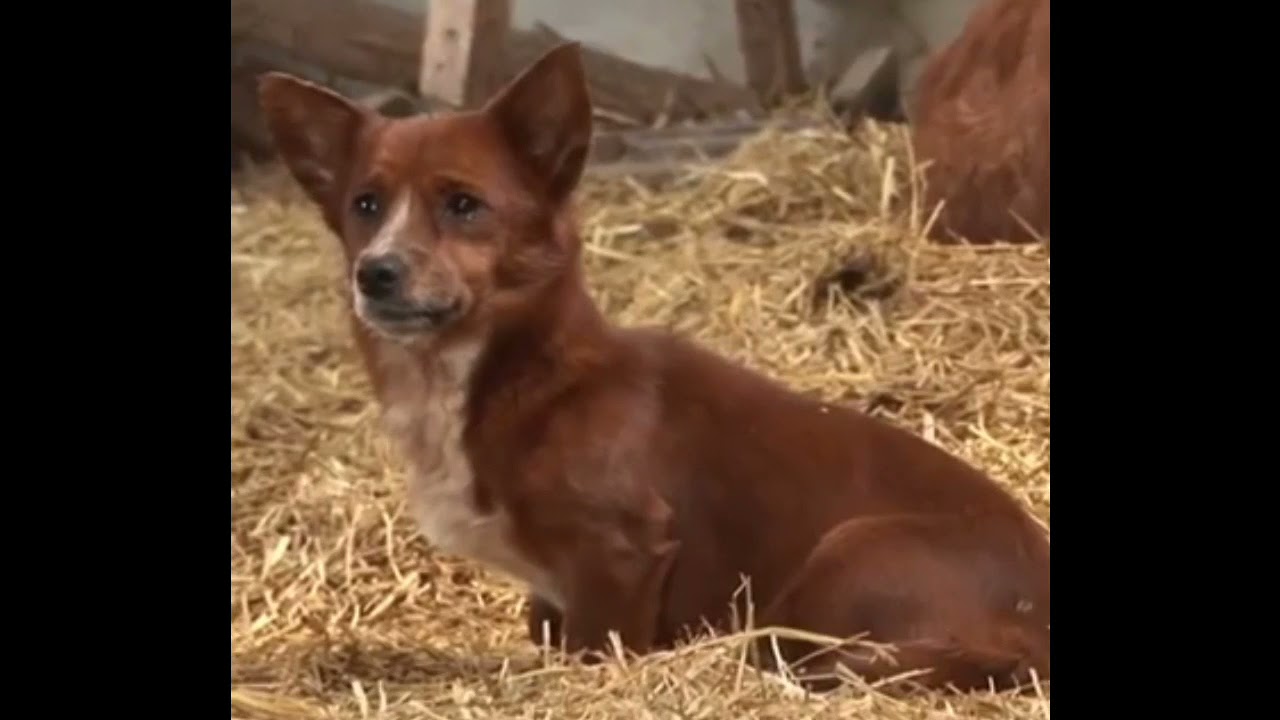 Sad Dog Crying 😢 Meme / no copyright - YouTube