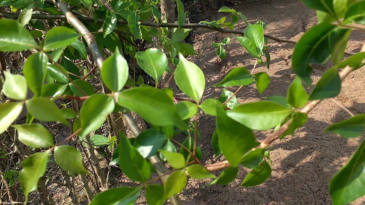 #கிளுவை மரம் - கொழுப்புக்கட்டி கரைய தொப்பை குறைய உதவிசெய்யும் /kiluvai ...