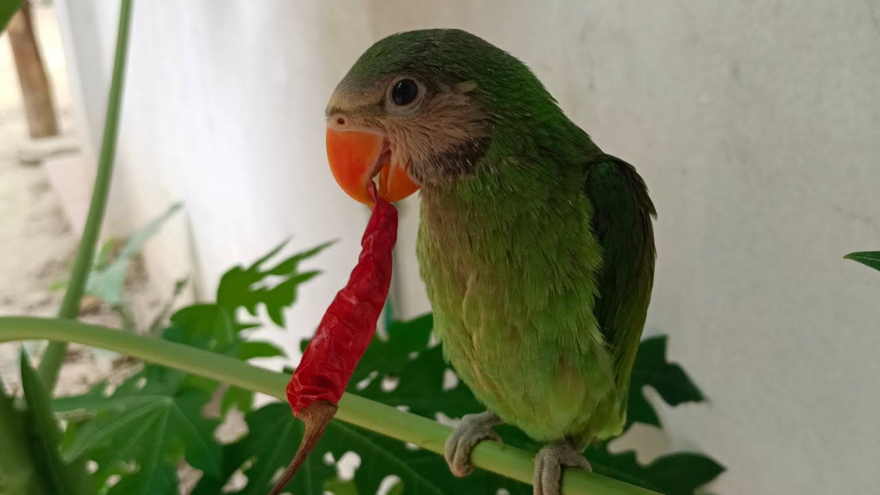 A talking parrot is eating chilli. - YouTube