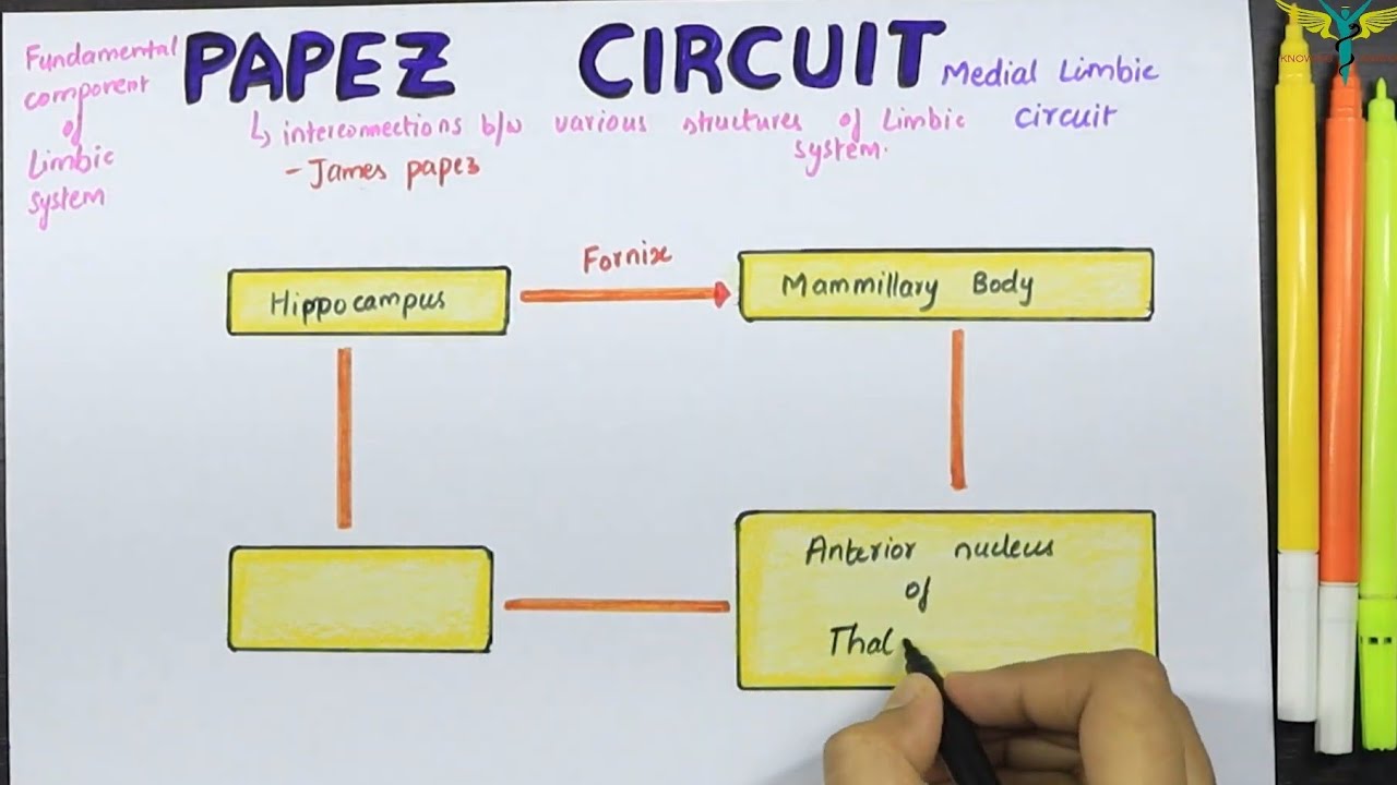 Papez circuit | Medial limbic Circuit | Connections | Function - YouTube