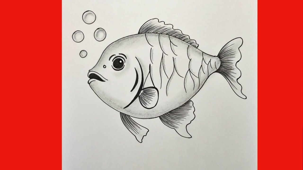 fish drawing | how to draw a fish pencil drawing - YouTube