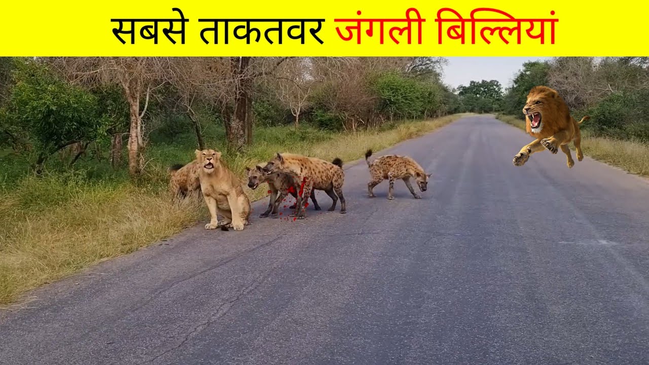 दुनिया की 10 सबसे ताकतवर जंगली बिल्लियां Top 10 Most Powerful Wild