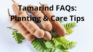 Tamarind FAQs Planting & Care Tips