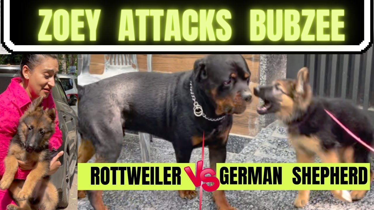 German Shepherd Zoey Attacks Male Rottweiler Bubzee: Bubzee Gets Angry ...