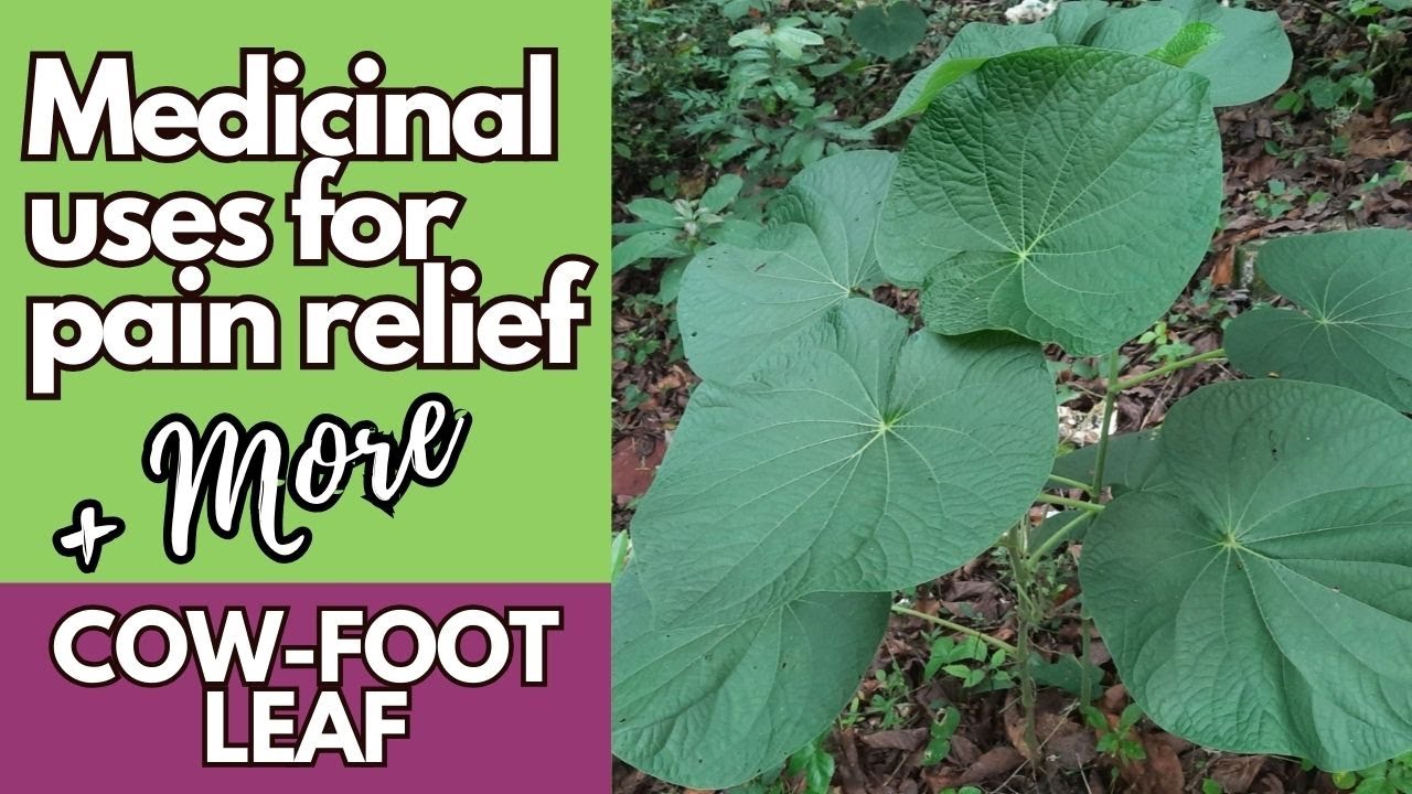 Natural PAIN RELIEVER + more / COW-FOOT HERB / Earth's Medicine - YouTube