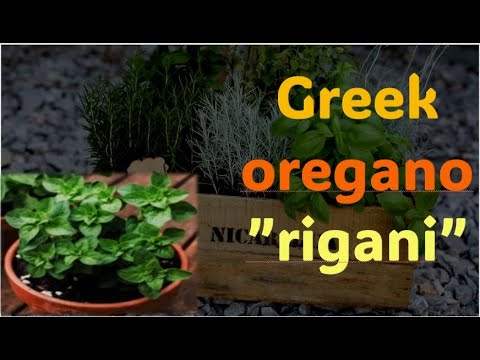 Greek oregano, called rigani, Origin, History, Mythology and Plants ...