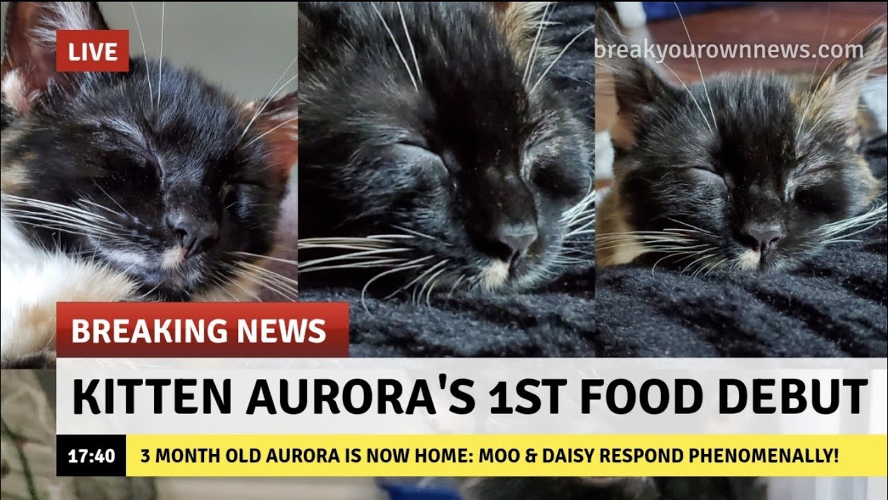 Aurora Eating + How is she Adjusting? (Our Newly Adopted Kitten) - YouTube
