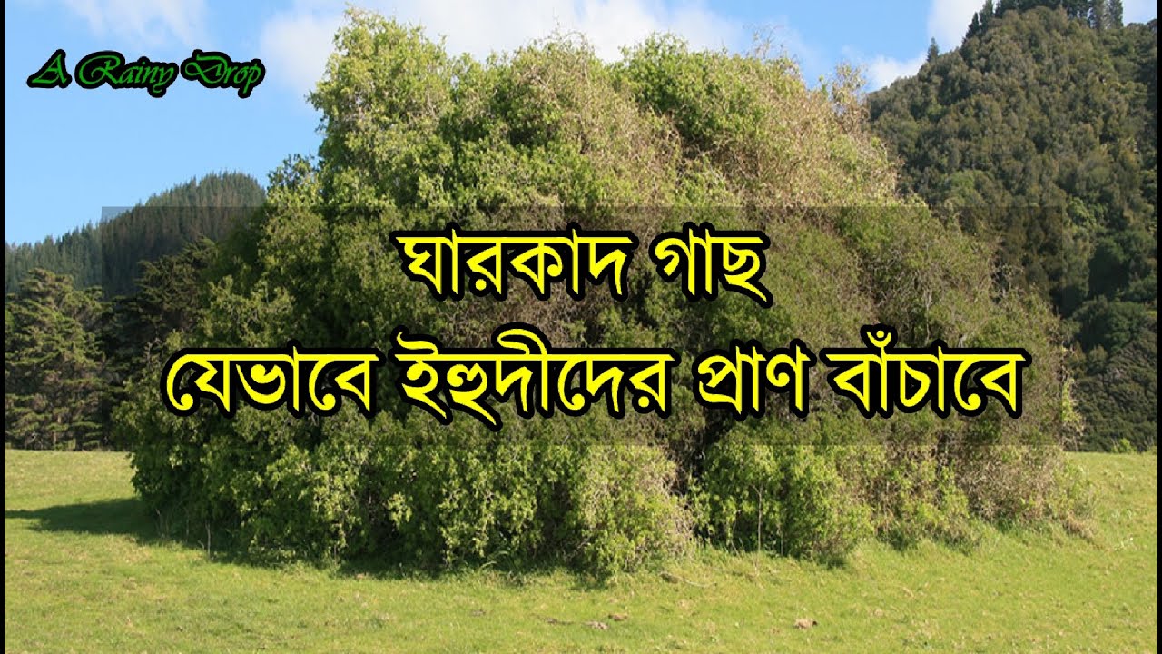 রোপণ নিষিদ্ধ ঘারকাদ গাছ সম্পর্কে আপনি কতটুকু জানেন? | gharqad tree ...