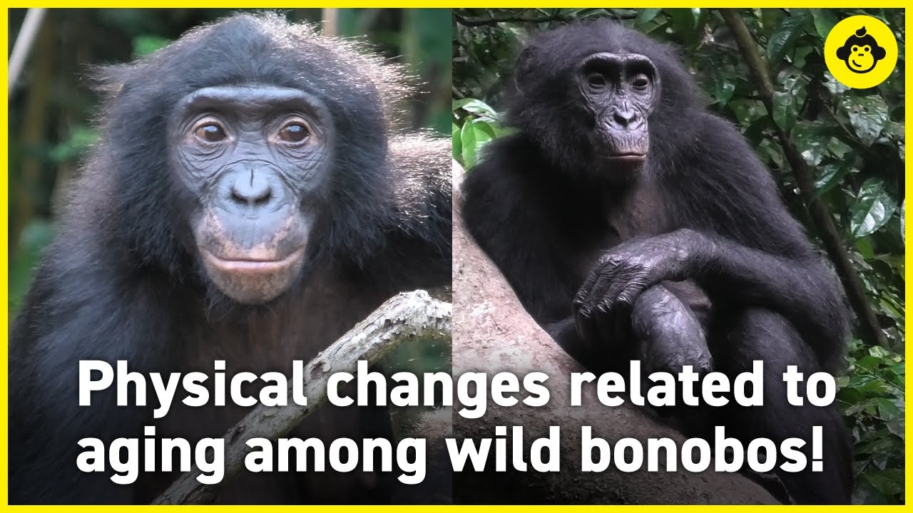 【Eng sub】Physical changes related to aging among wild bonobos! Facial ...