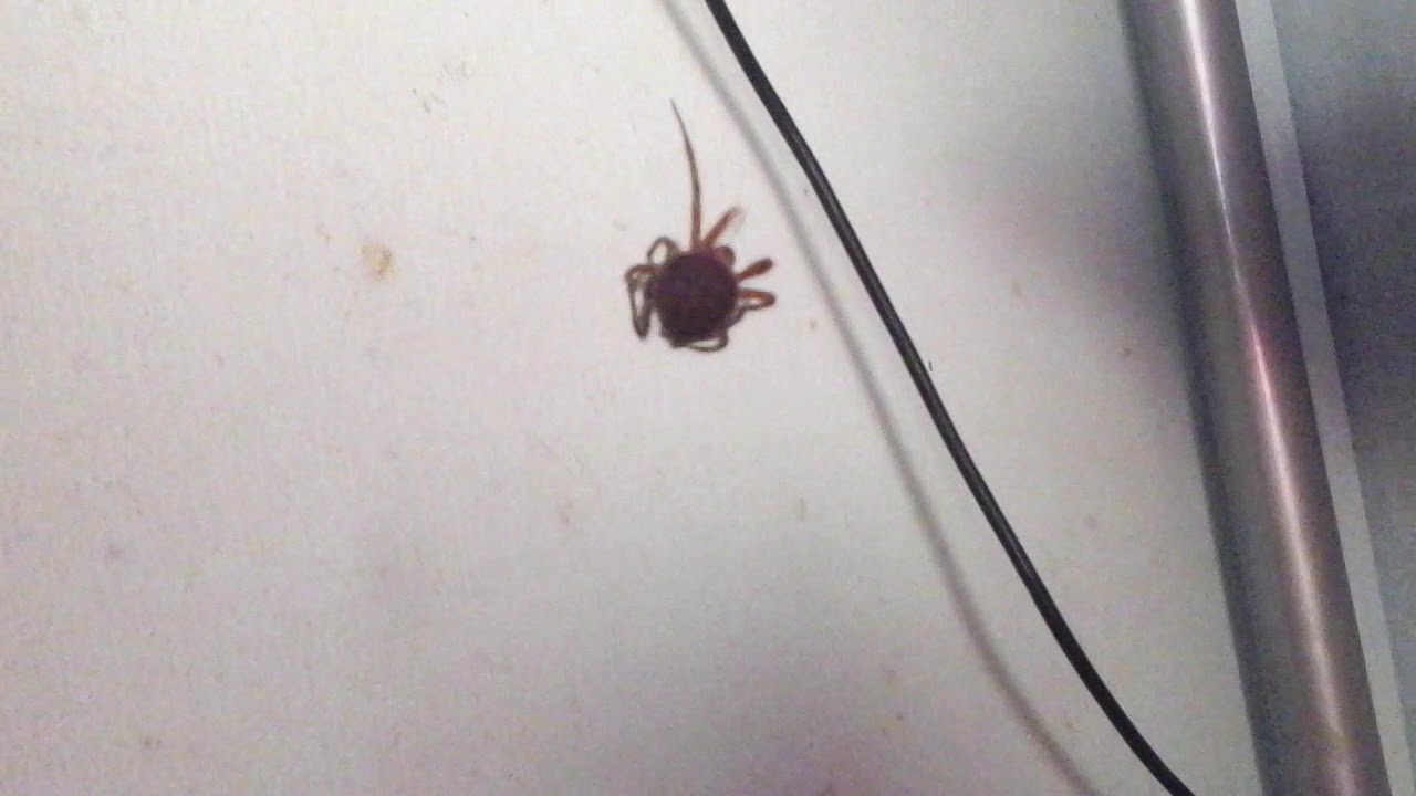 Gagamba part 2 - YouTube