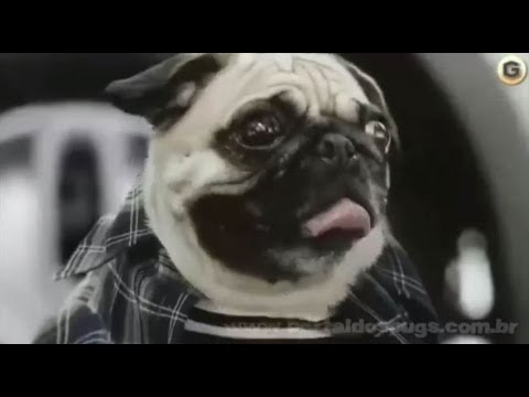 Nissan Cube - Comercial de TV - Propaganda com Pug - YouTube