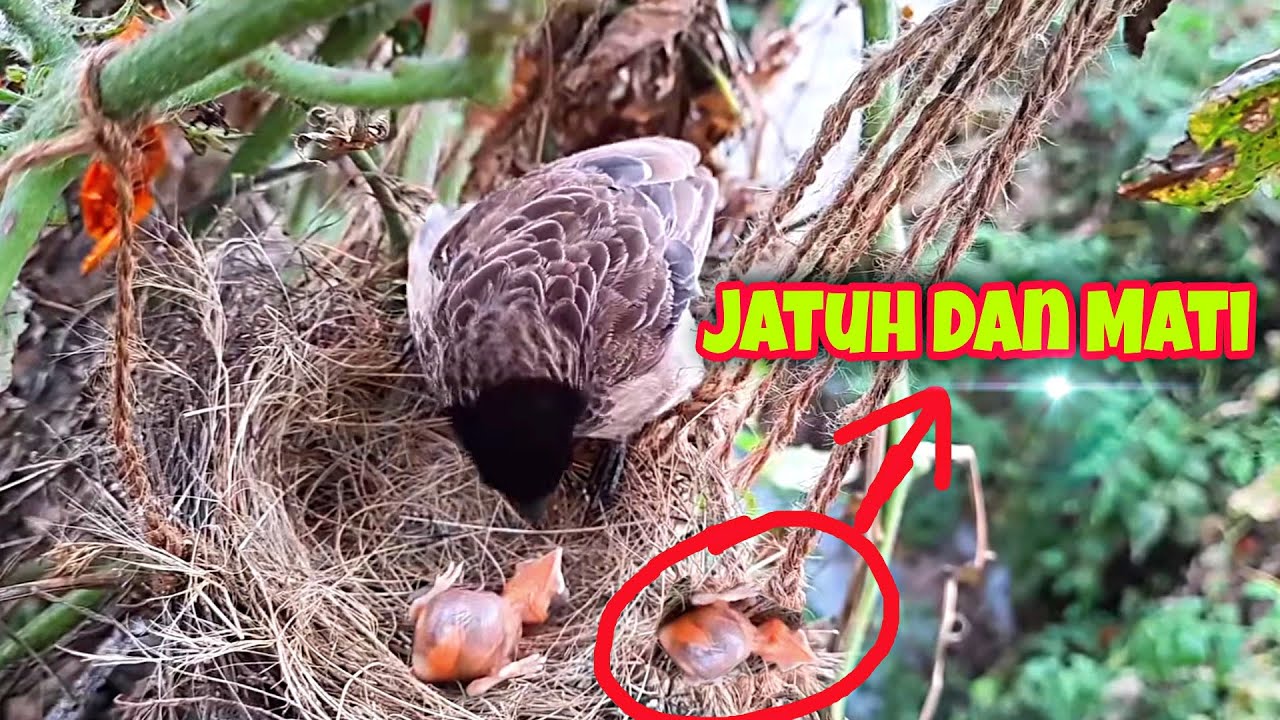 Anak Burung Bulbul Terjatuh Dan Mati Akibat Ulah Induknya Sendiri - The ...
