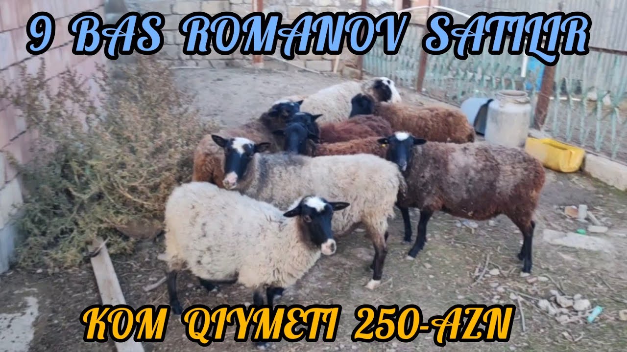 9 Baş Boğaz Romanov Qoyunu Satilir, Kom Qiymeti 250 Azn. 051_070(888-82 ...