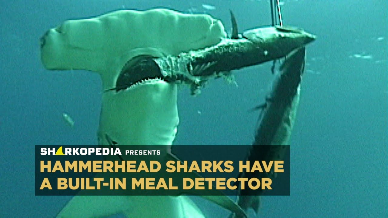 Hammerhead Sharks Have a Built-In Meal Detector | SHARK WEEK - YouTube