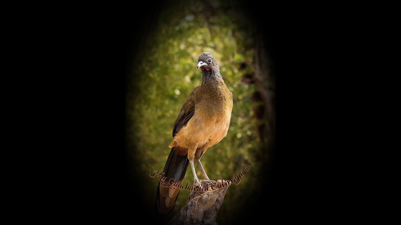 🕊️ Canto de la Guacharaca Culirroja 🕊️ - YouTube