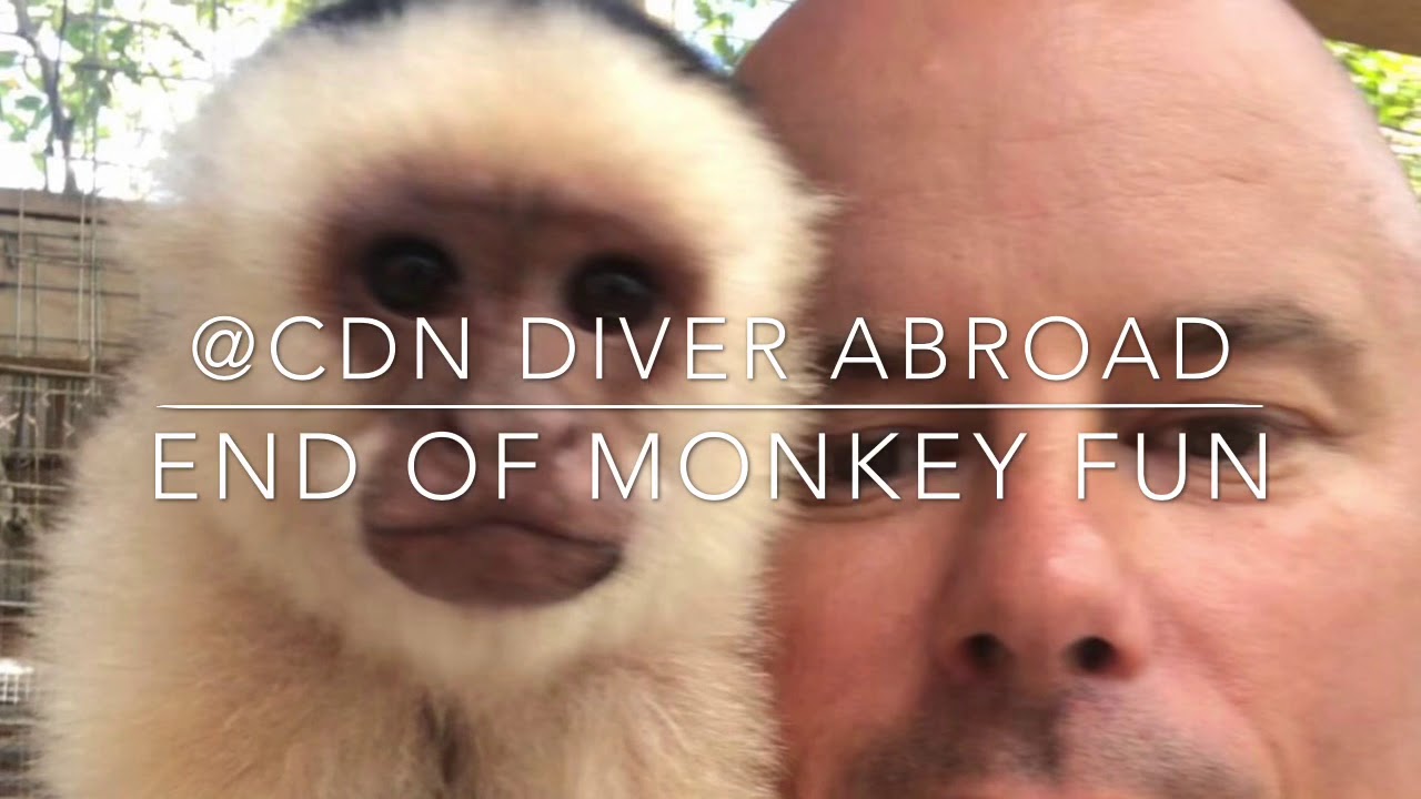 Monkey Fun - YouTube