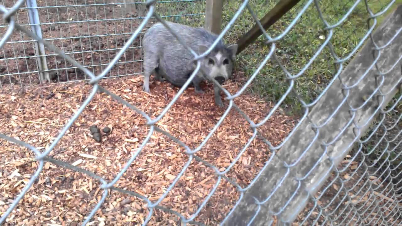 Dragonfly Farm Tour - YouTube