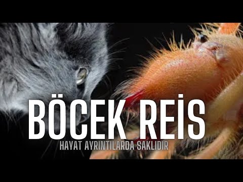 Sarı Ömer Vs Kedi #BöcekReis (Solifugae )