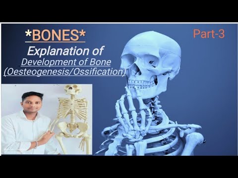 DEVELOPMENT OF 🦴 BONES (OESTEOGENESIS/OSSIFICATION). - YouTube