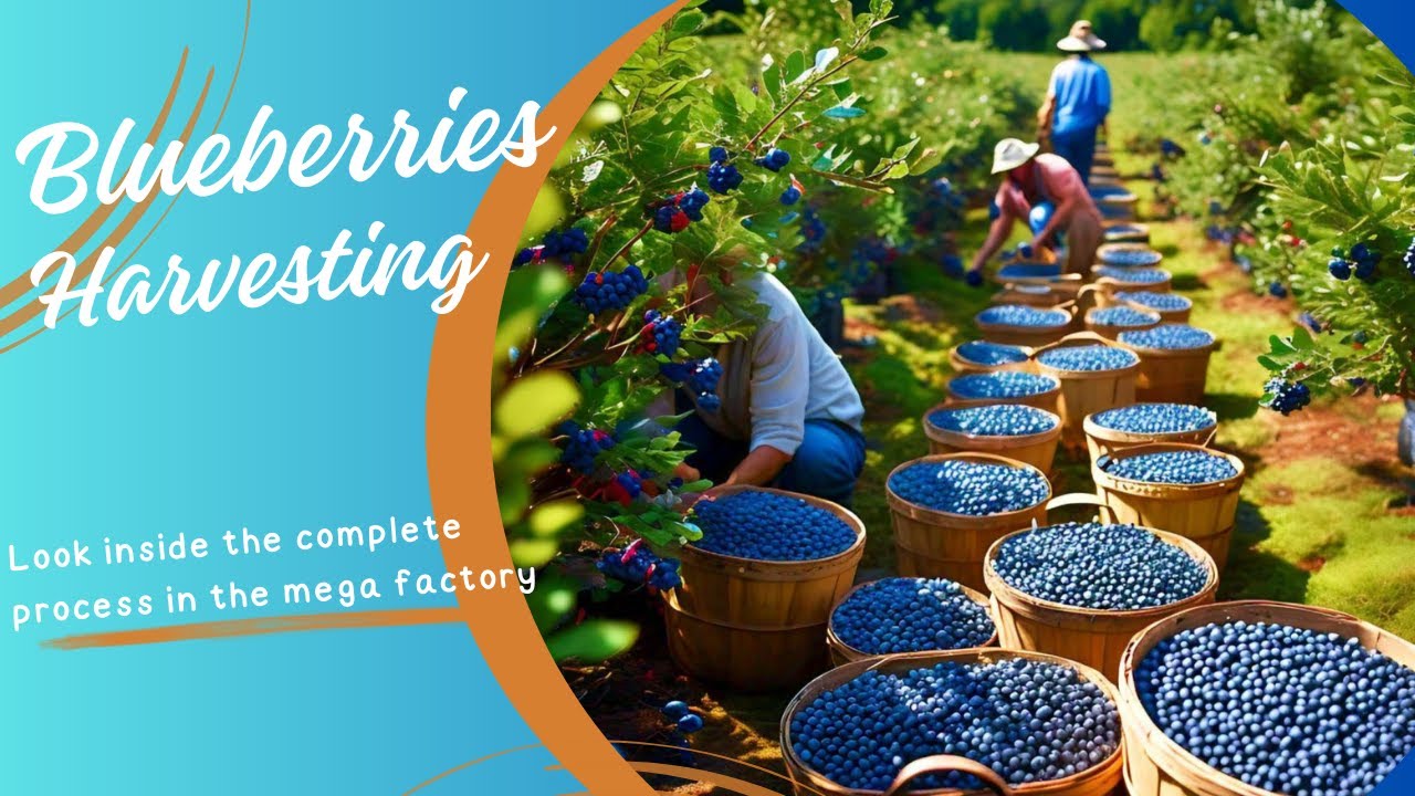 How AI Transforms Blueberry Processing: A Look Inside the Mega Factory ...