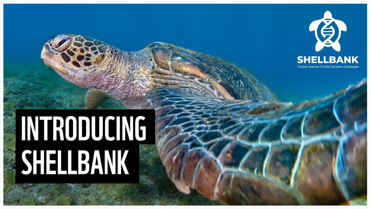 Introducing ShellBank, the world's first traceability toolkit and ...