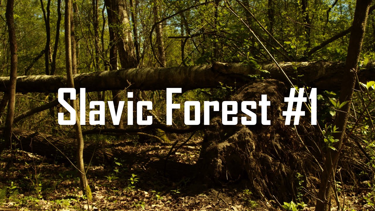 Slavic Forest #1 Zen Ambient (Wind, Birds, Trees) - Bemowo Forest ...