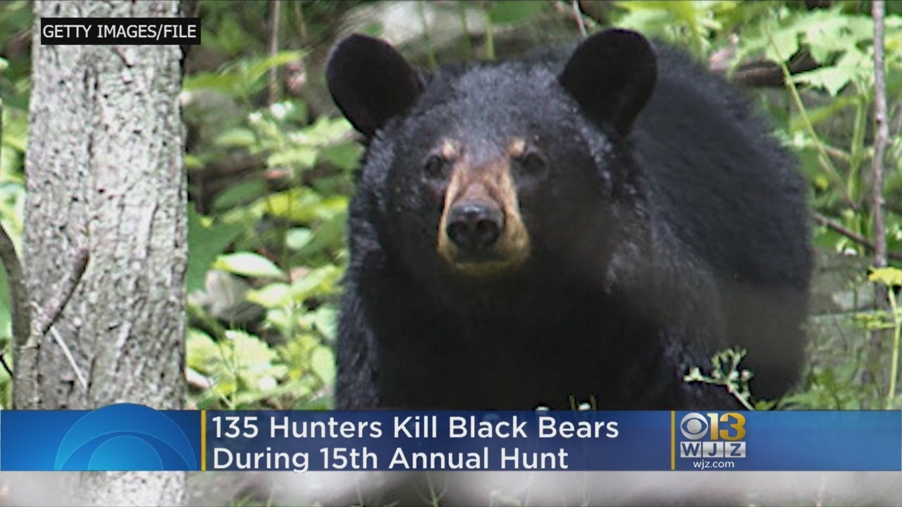 Black Bear Hunt Ends In Western Maryland - YouTube