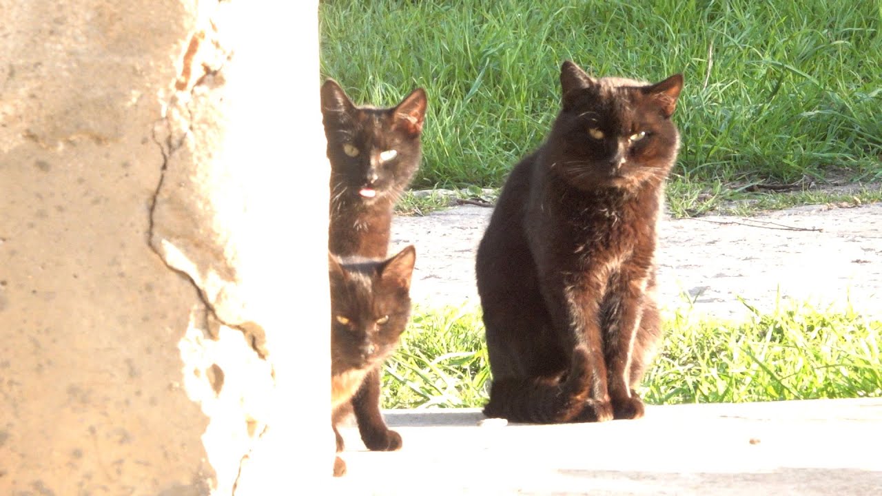 Gang of black cats attacking my food - YouTube