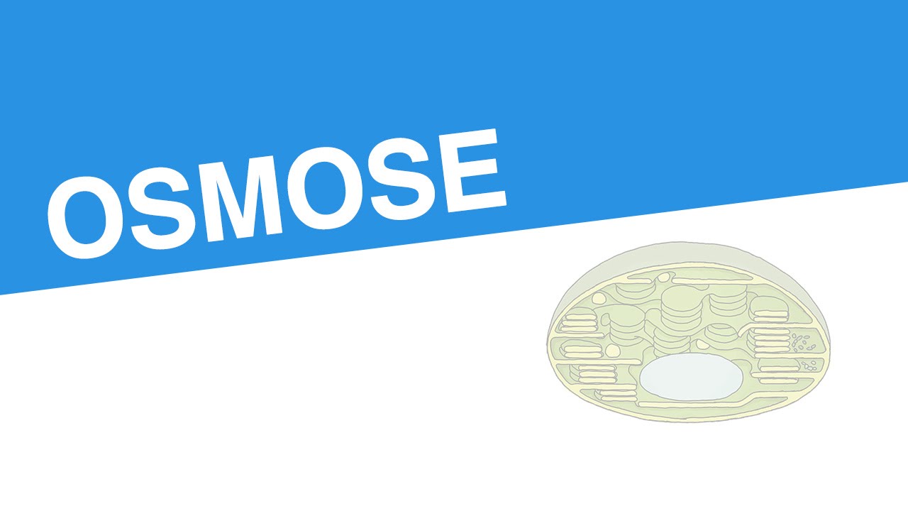 OSMOSE | Biologie | Stoffwechselbiologie - YouTube