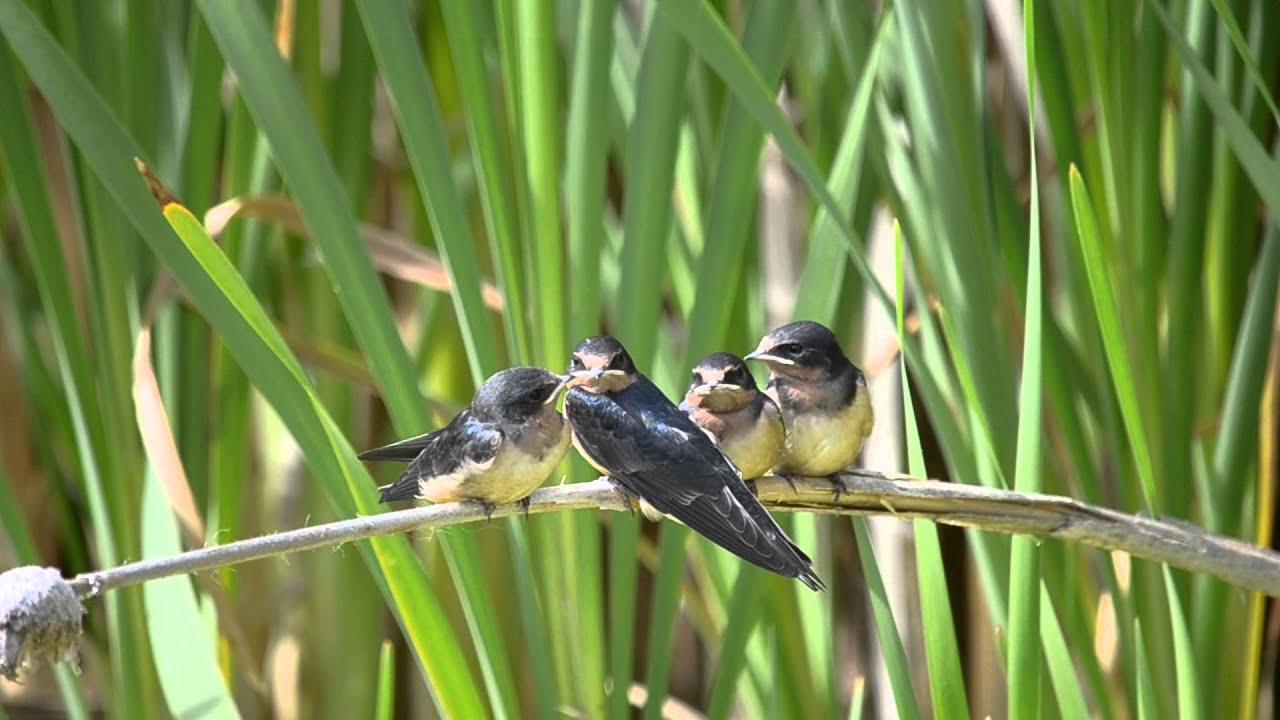 Fledgling Barn Swallows - YouTube