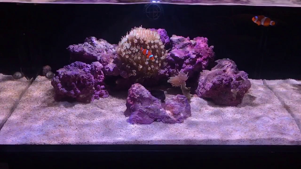 25g Lagoon Reef Tank - YouTube