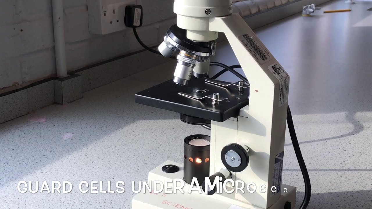 B1/ B2 Guard Cells under a Microscope - YouTube